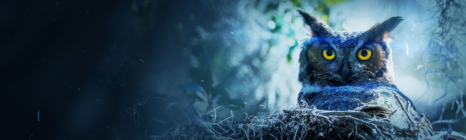 Dawn Scout | My Call of Duty® Bundles